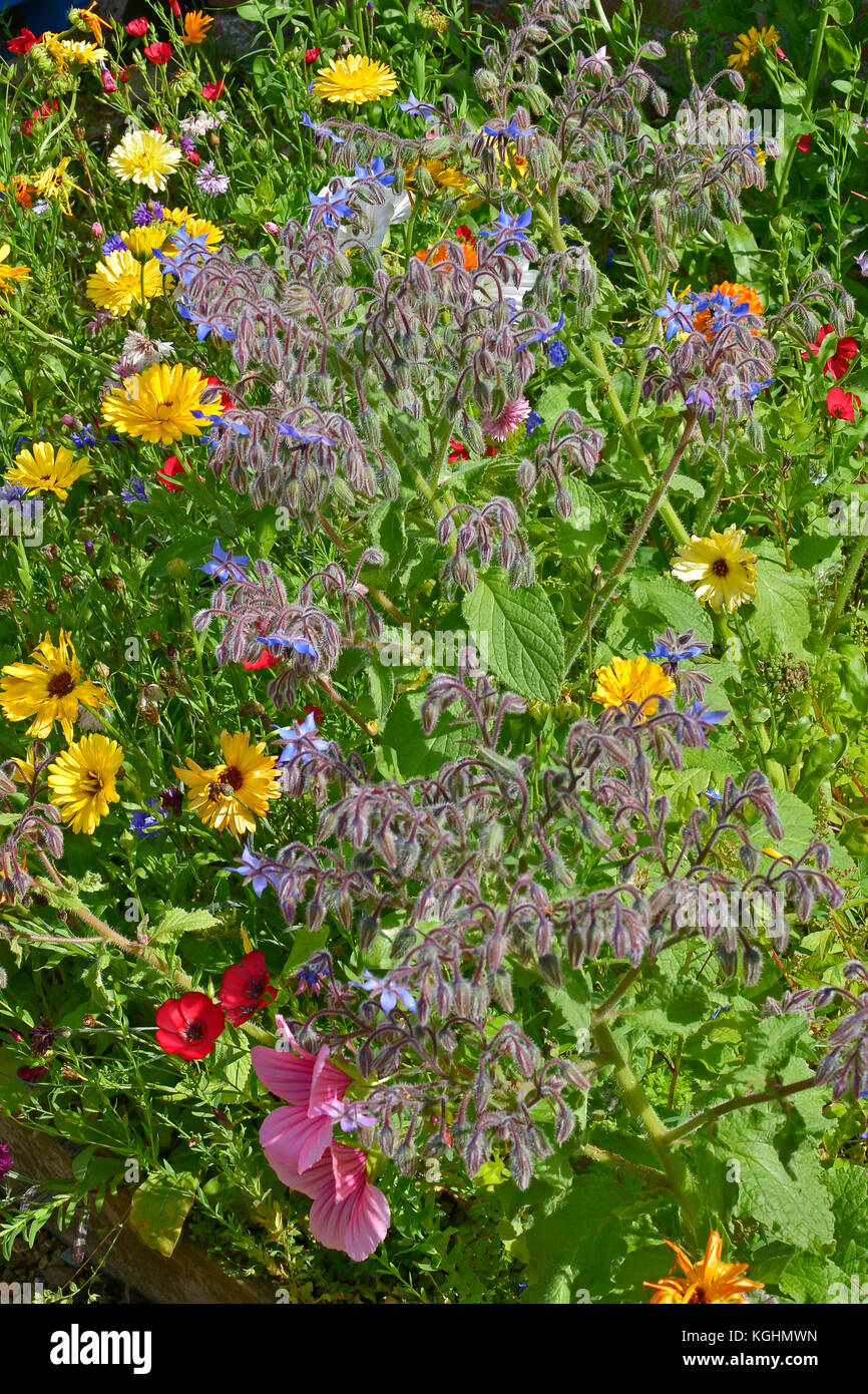 A colourful flower meadow with mixed planting including Calendula ...