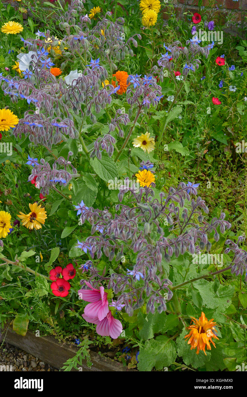 A colourful flower meadow with mixed planting including Calendula ...