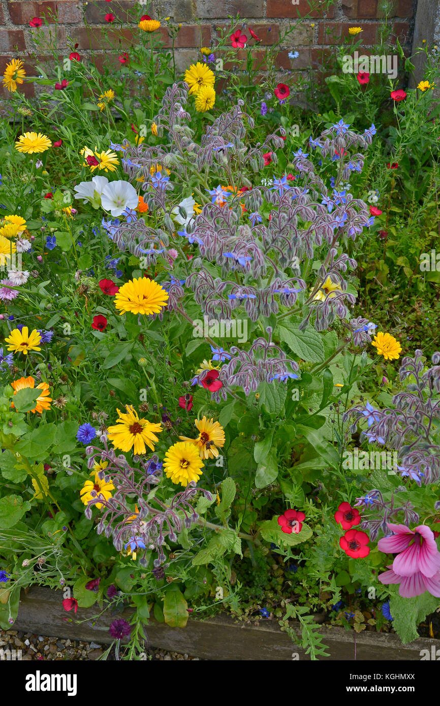 A colourful flower meadow with mixed planting including Calendula ...