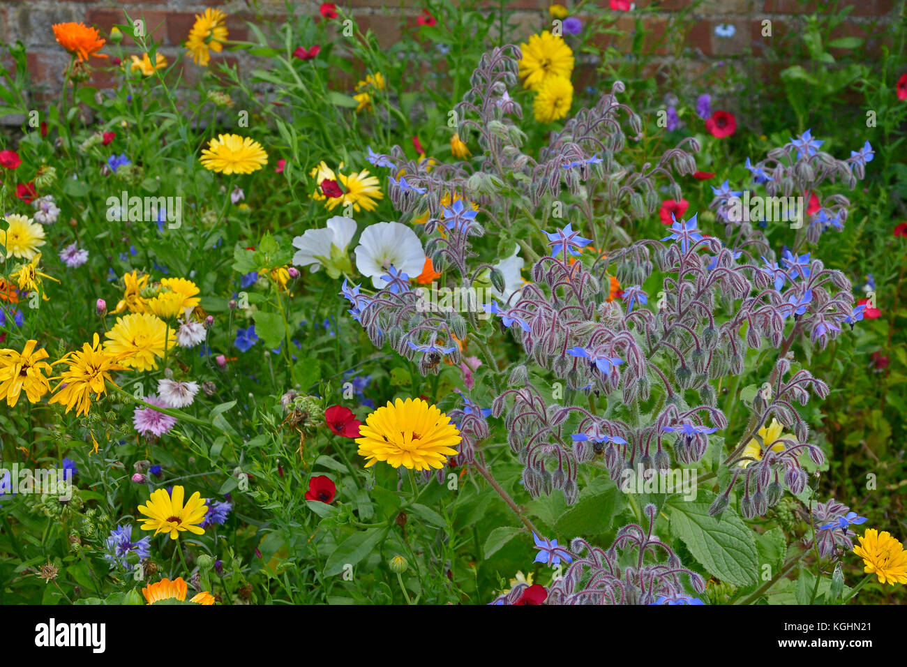 A colourful flower meadow with mixed planting including Calendula ...