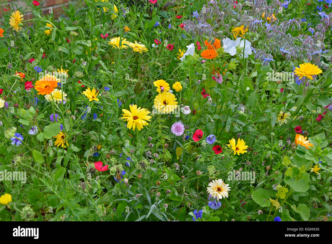 A colourful flower meadow in close up with mixed planting including ...