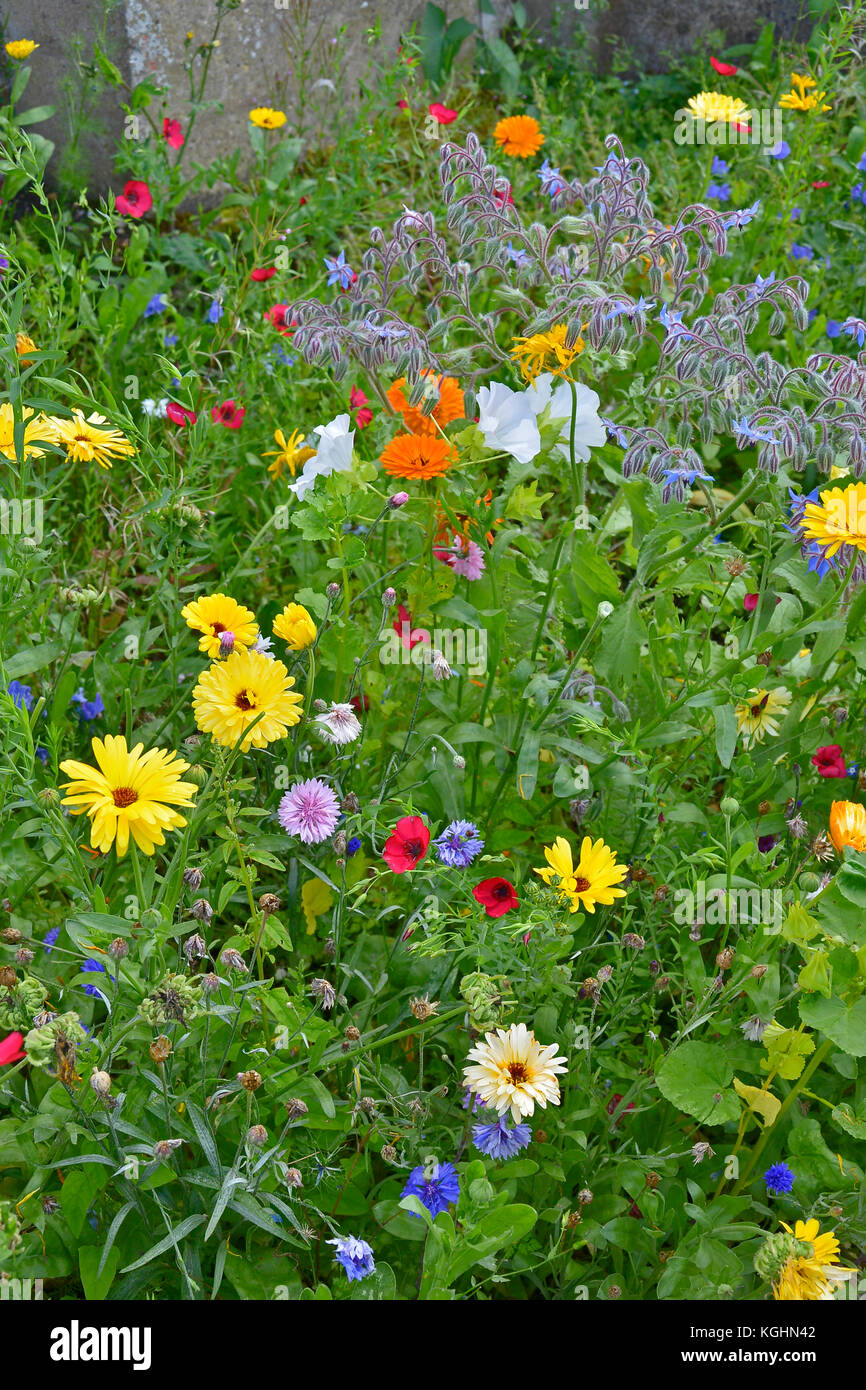 A colourful flower meadow in close up with mixed planting including ...