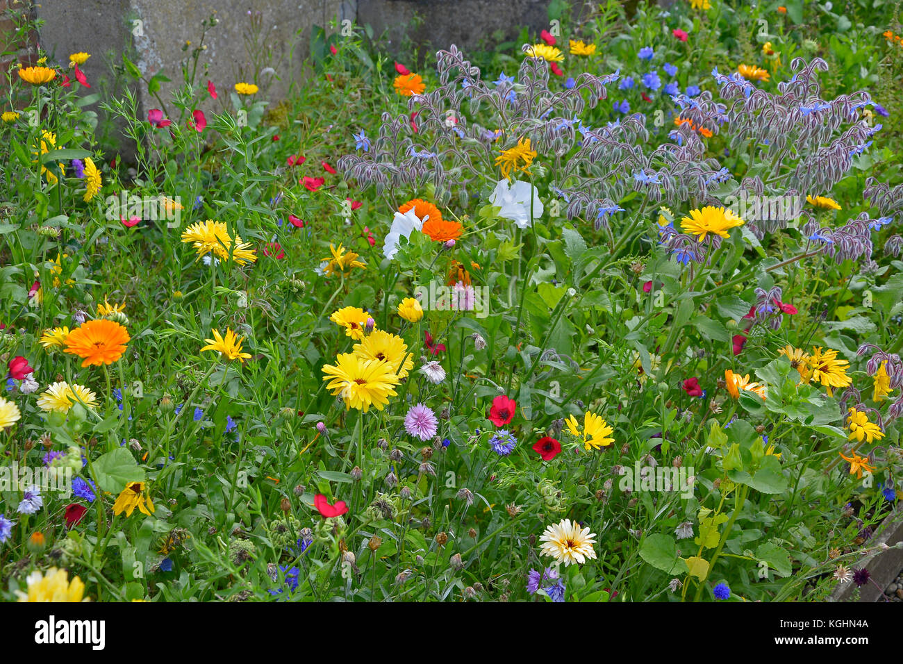 A colourful flower meadow in close up with mixed planting including ...