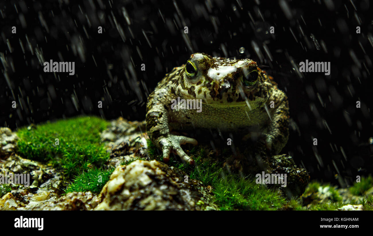 Frog bench hi-res stock photography and images - Alamy