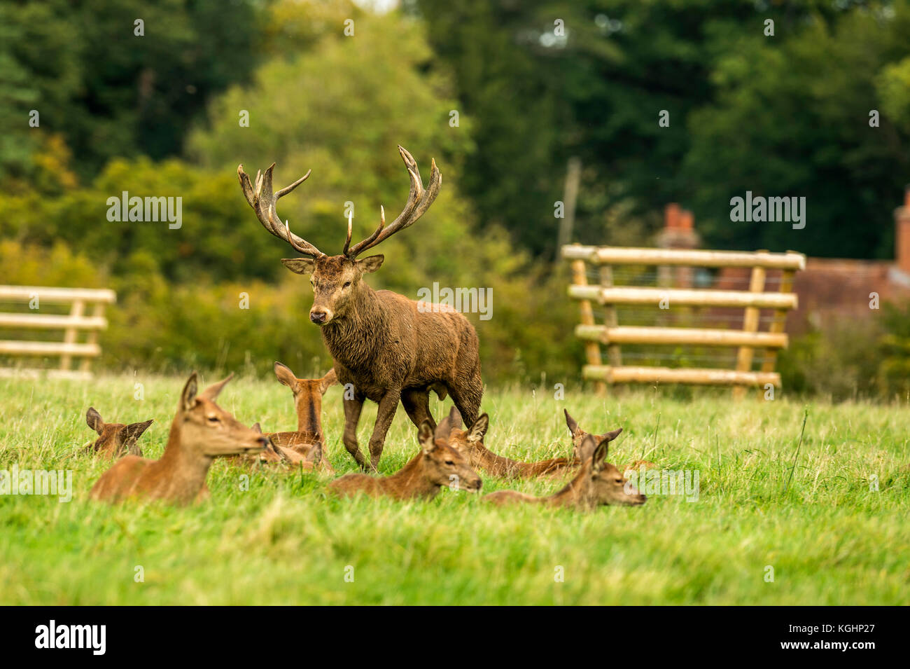 Autumn Red Deer Rut.Image sequence depicting scenes around male Stag's ...