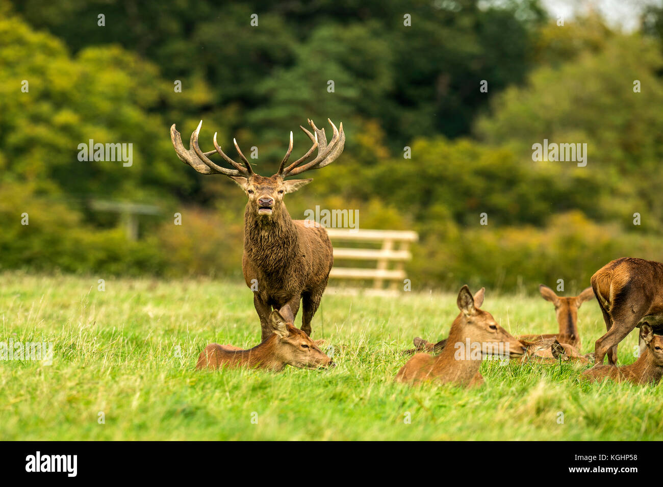 Autumn Red Deer Rut.Image sequence depicting scenes around male Stag's ...
