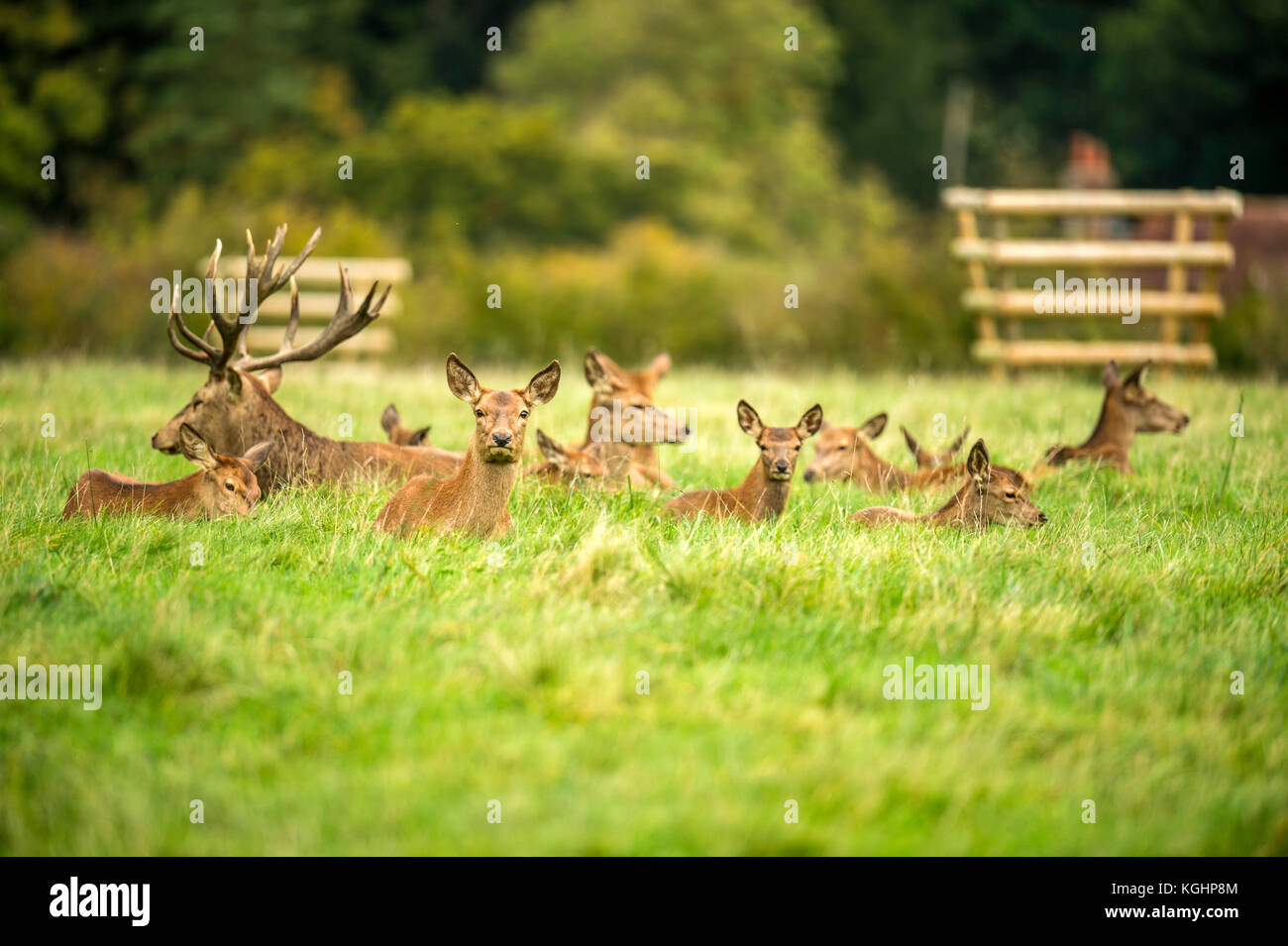 Autumn Red Deer Rut.Image sequence depicting scenes around male Stag's ...