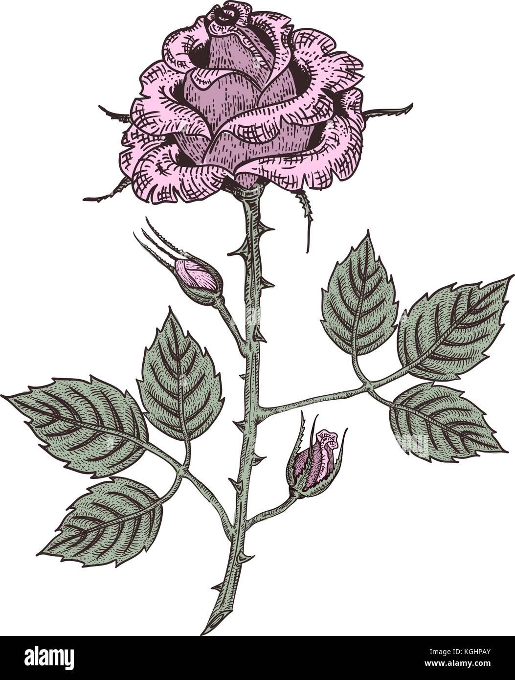 Engraved rose, color Stock Vector Image & Art - Alamy