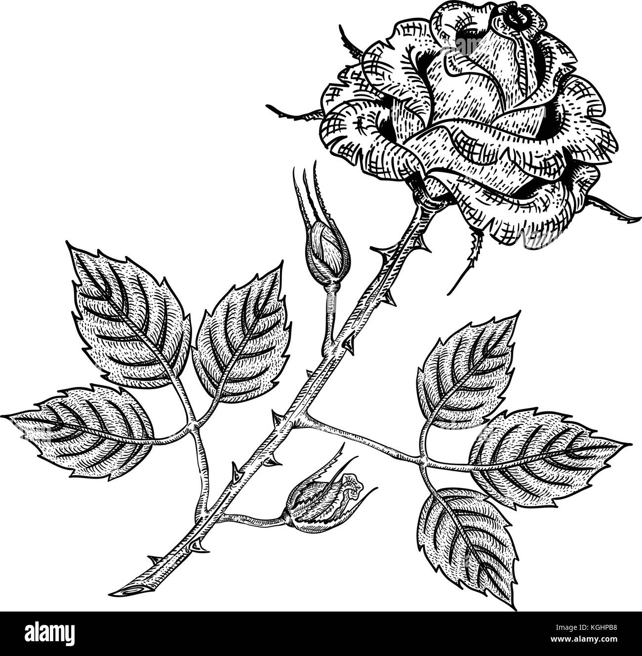 rose flower engraving Stock Vector Image & Art - Alamy