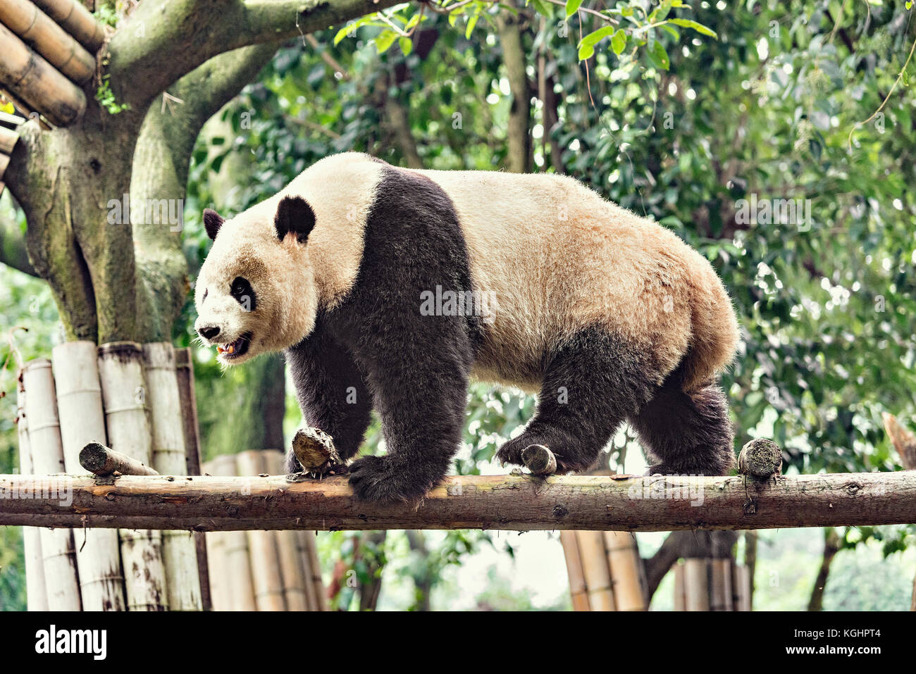 Panda Bear Standing High Resolution Stock Photography and Images - Alamy
