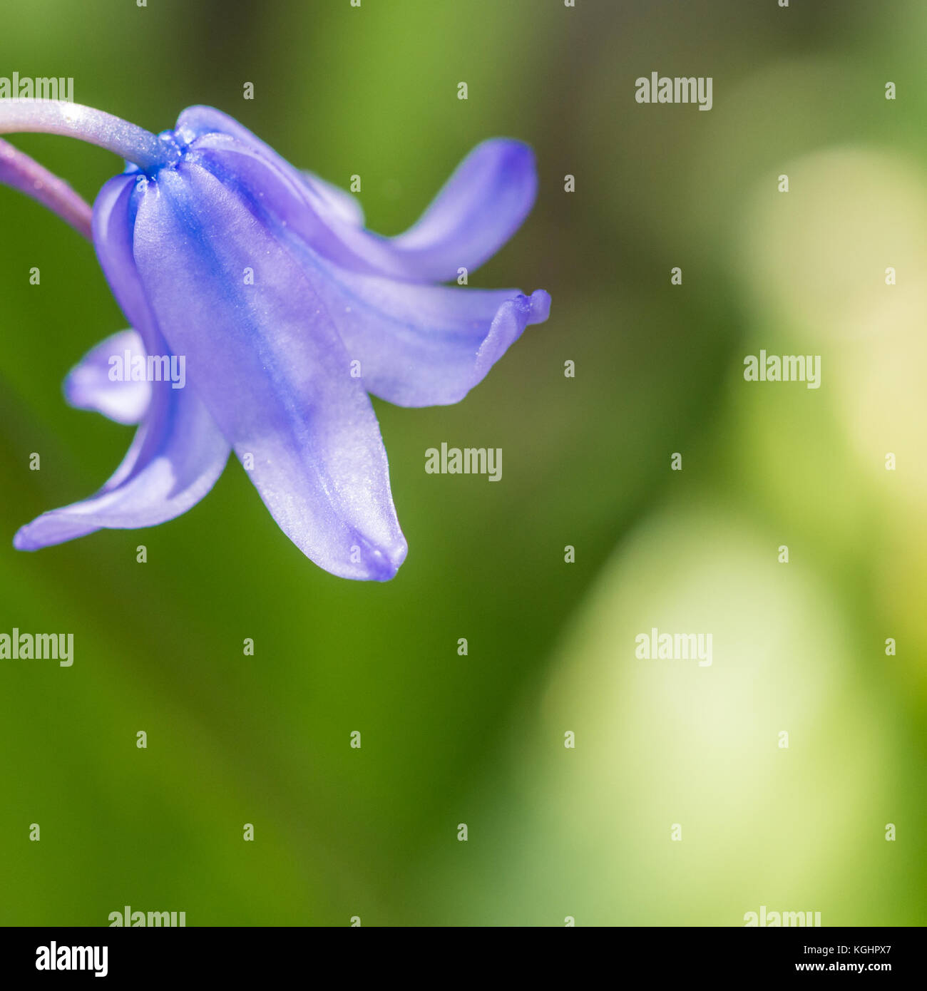 Bluebell bloom hi-res stock photography and images - Alamy