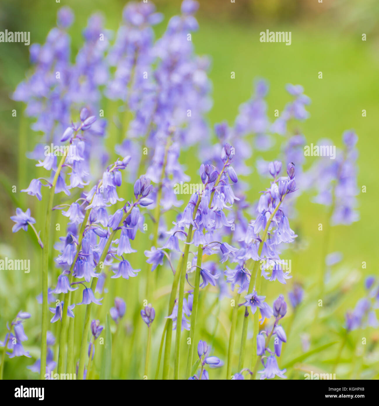 A collection of bluebell blooms in the corner of a garden Stock Photo ...