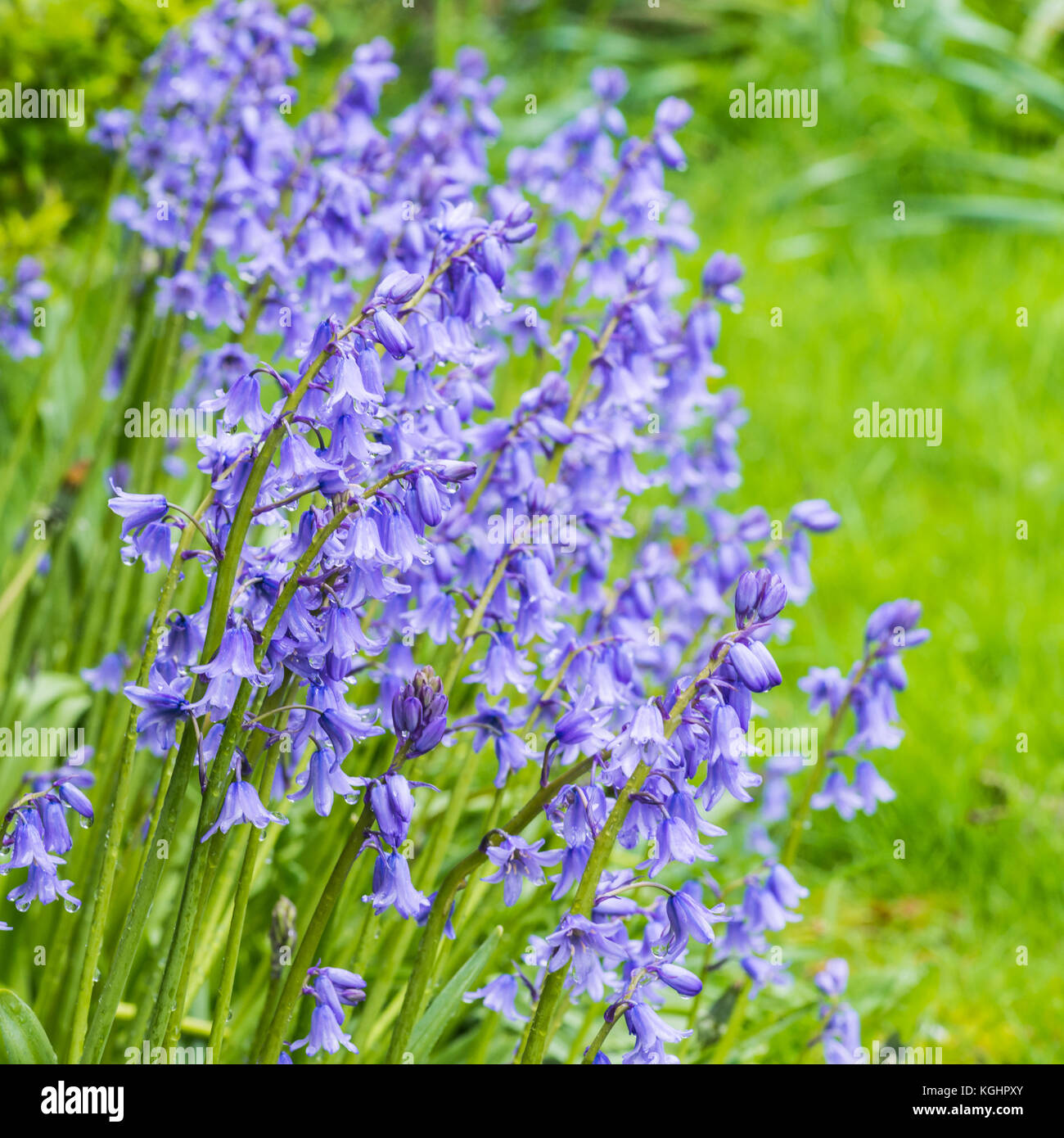 A macro shot of some blue bell blooms Stock Photo - Alamy