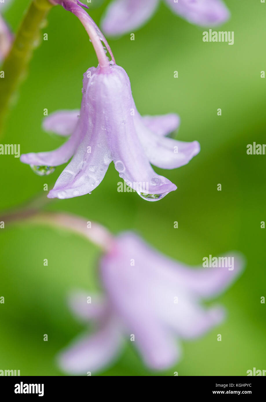 Blue bells, close up hi-res stock photography and images - Alamy