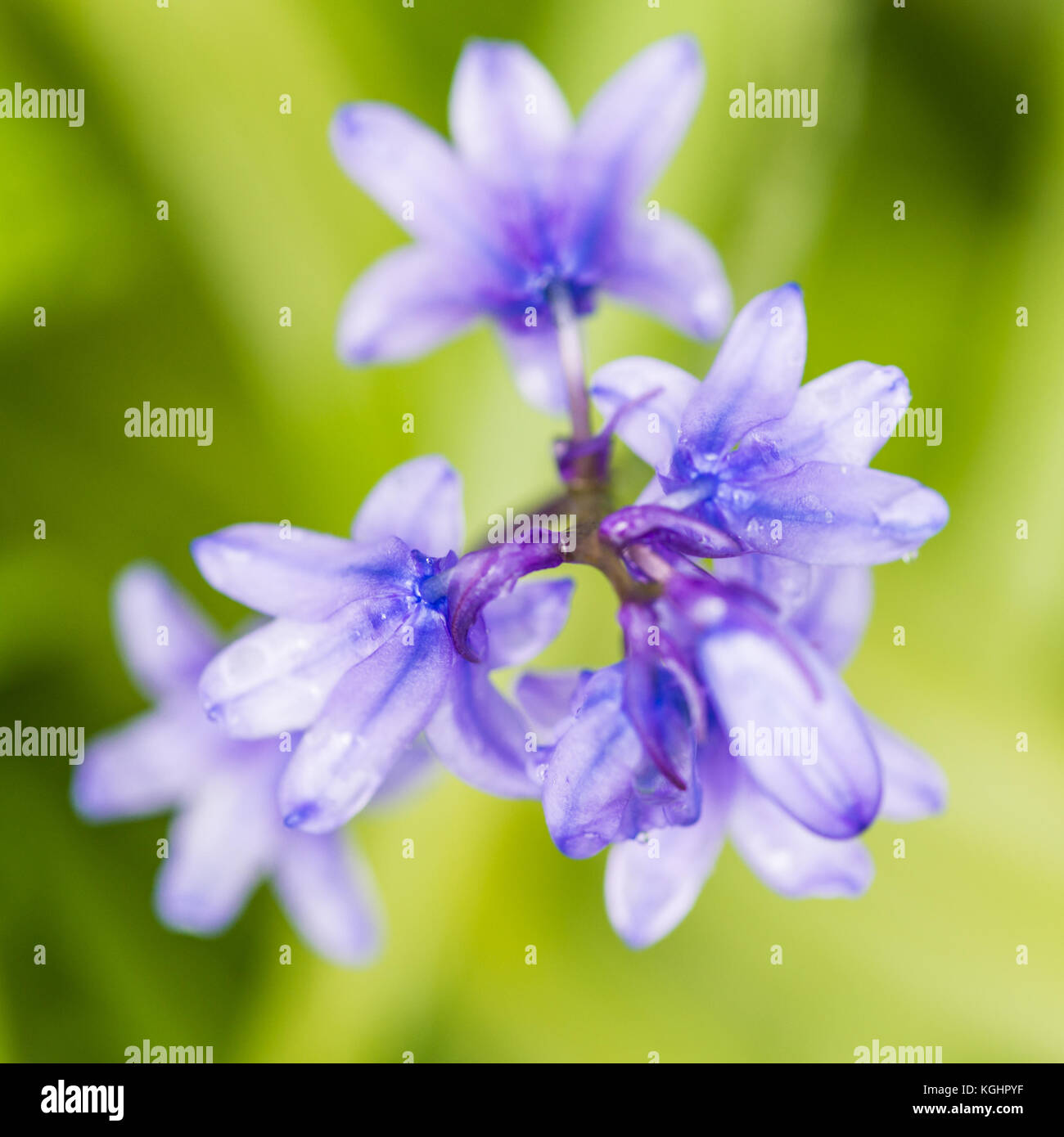 Blue bells, close up hi-res stock photography and images - Alamy