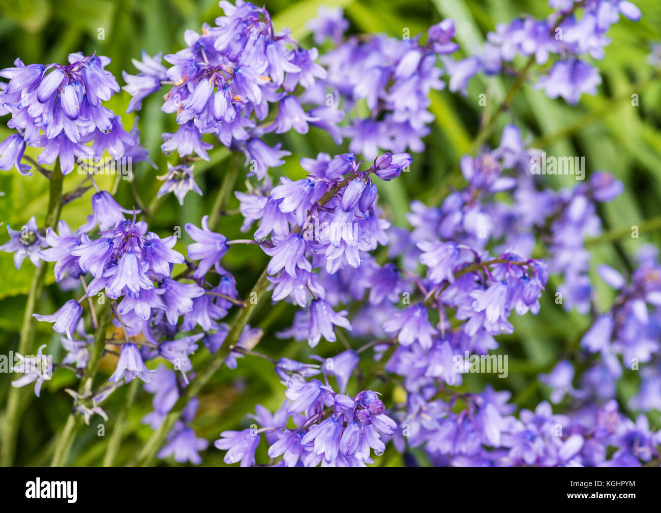 A macro shot of some blue bell blooms Stock Photo - Alamy