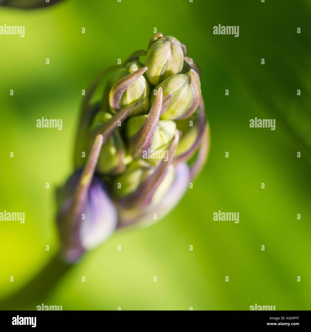 Bluebell bud hi-res stock photography and images - Alamy