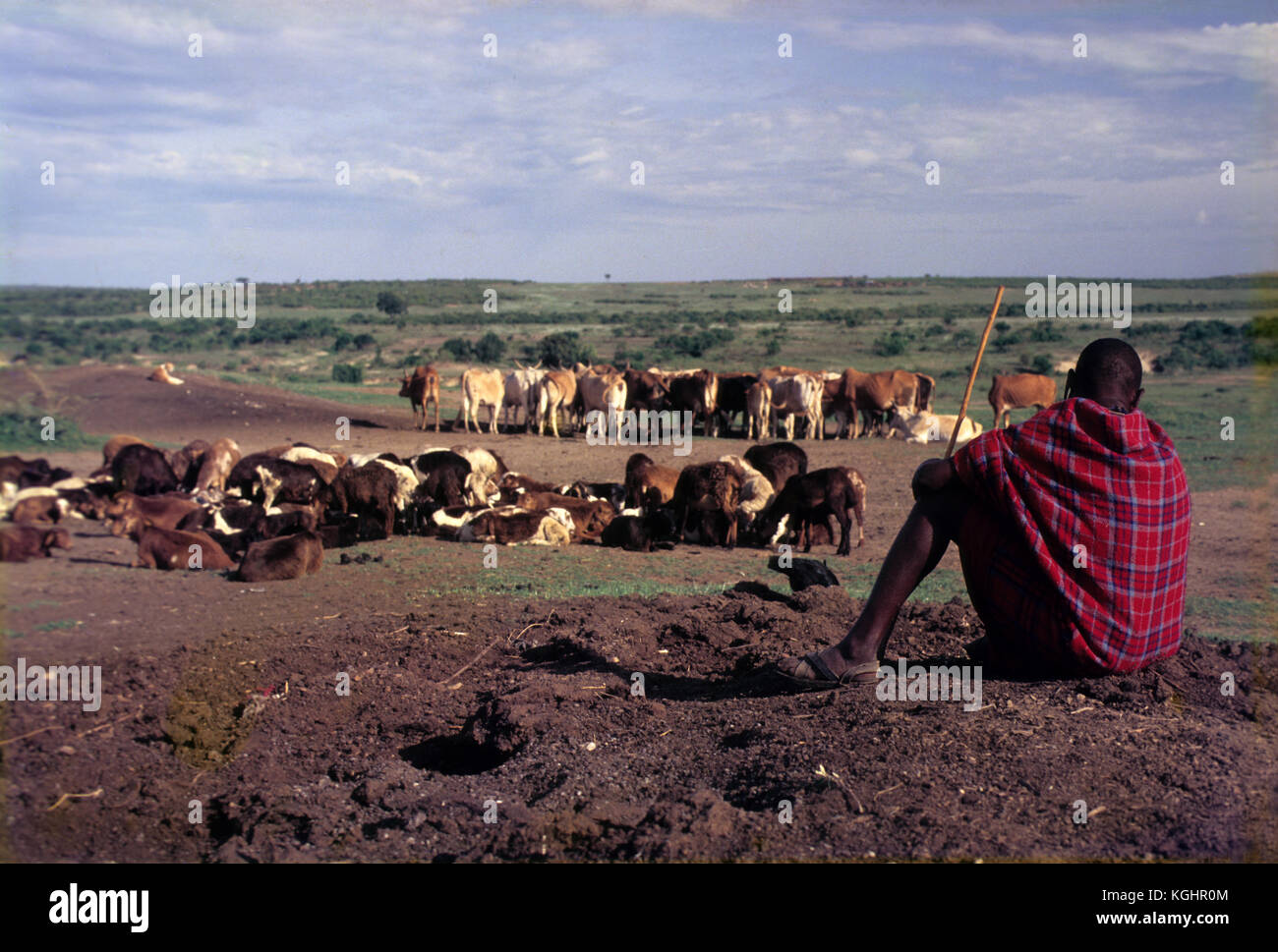Masai warrior watching goats and cows near Masai Mara Game Reserve ...