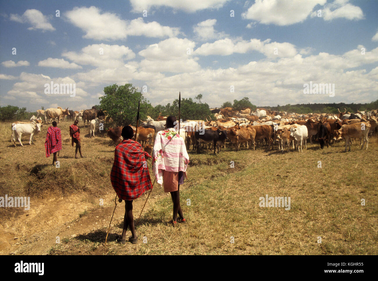 Masai tribesmen with cattle, Masai Mara Game Reserve. Masais are maybe ...