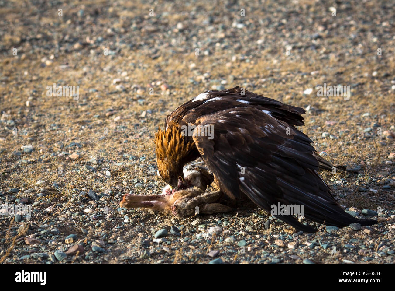 Golden rabbit fish hi-res stock photography and images - Alamy