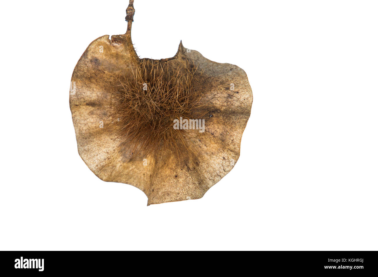 Pterocarpus angolensis hi-res stock photography and images - Alamy
