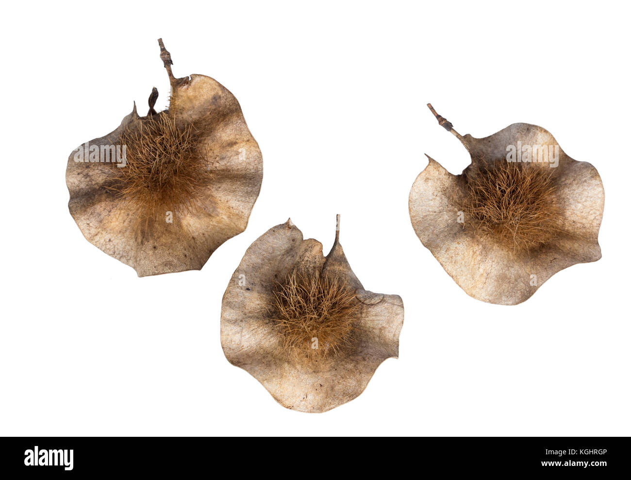 Pterocarpus hi-res stock photography and images - Alamy