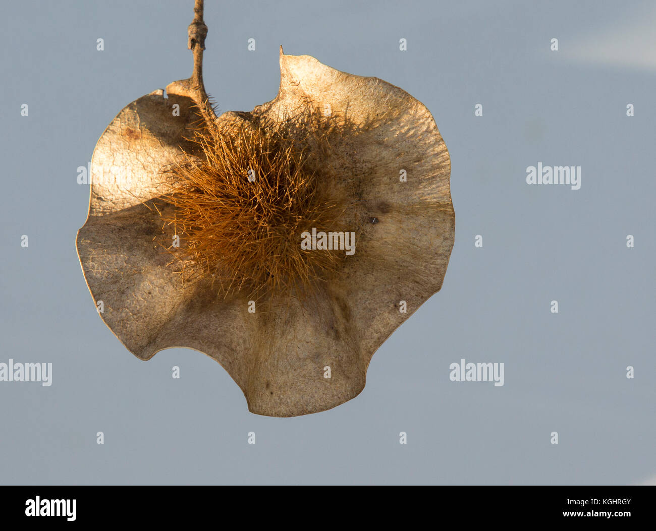 Seed pod of the African teak or kiaat (Pterocarpus angolensis Stock ...