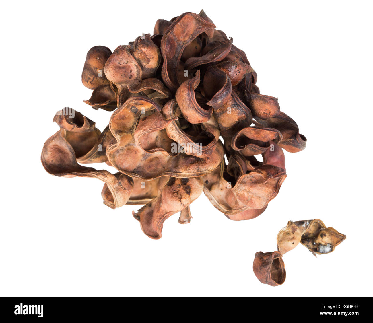 Sicklebush (Dichrostachys cinerea) seed pod - also known as Bell mimosa ...