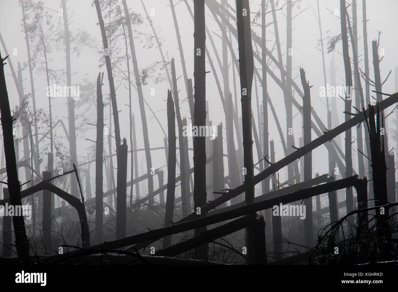 Broken forest hi-res stock photography and images - Alamy