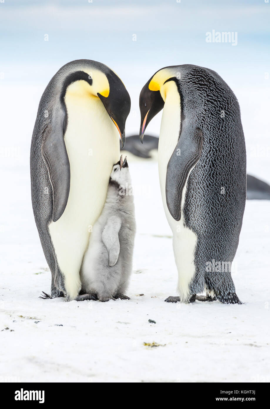 Emperor Penguin Parents with Chick Stock Photo - Alamy