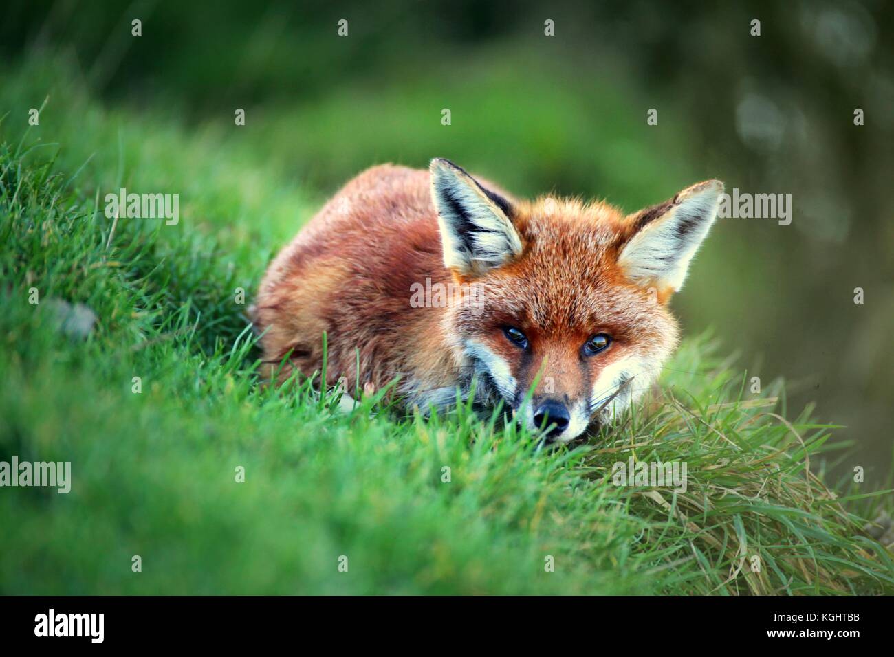 A fox rests on the banks of the river Nene in Oundle, England Stock ...