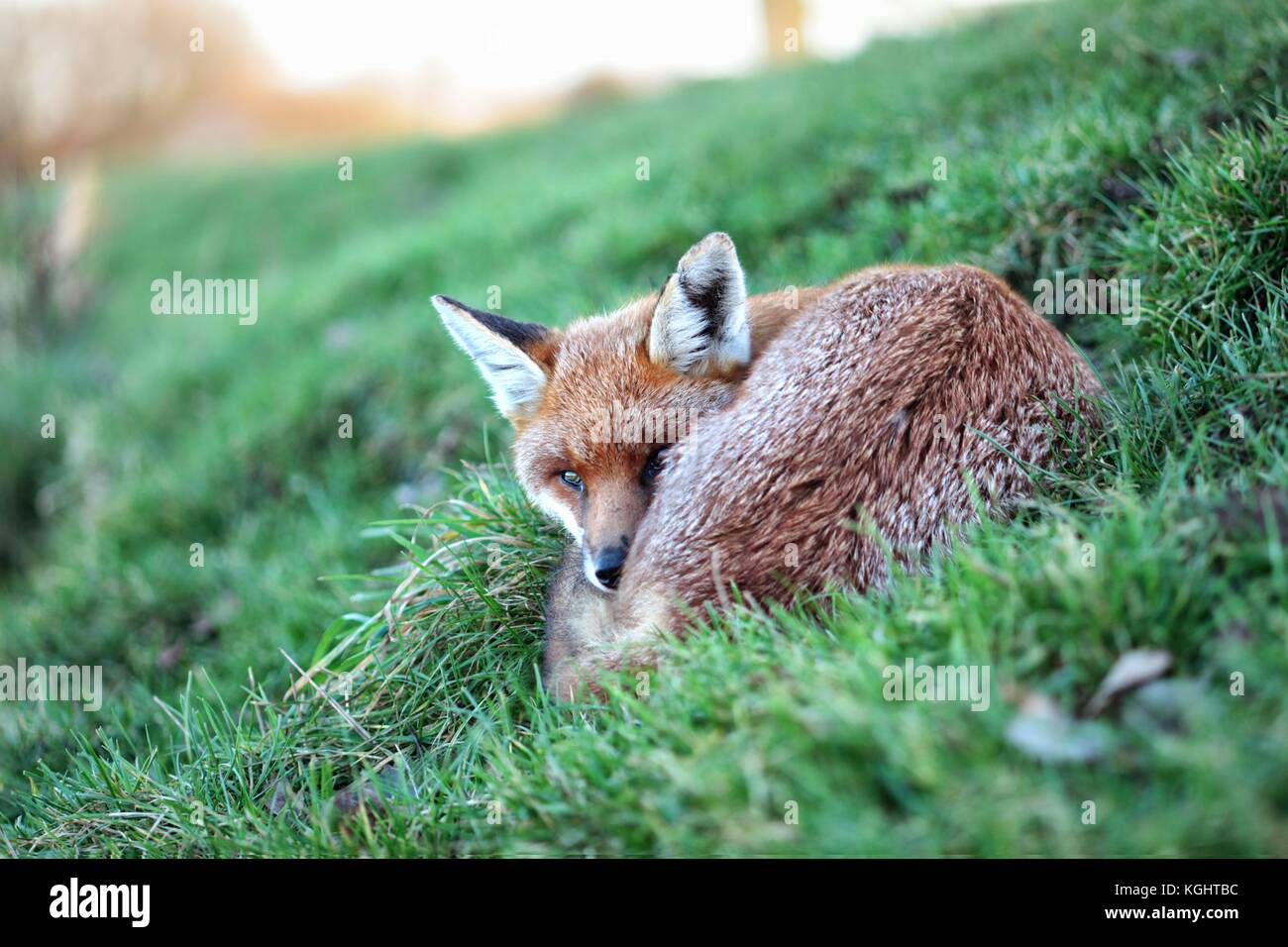 A fox rests on the banks of the river Nene in Oundle, England Stock ...