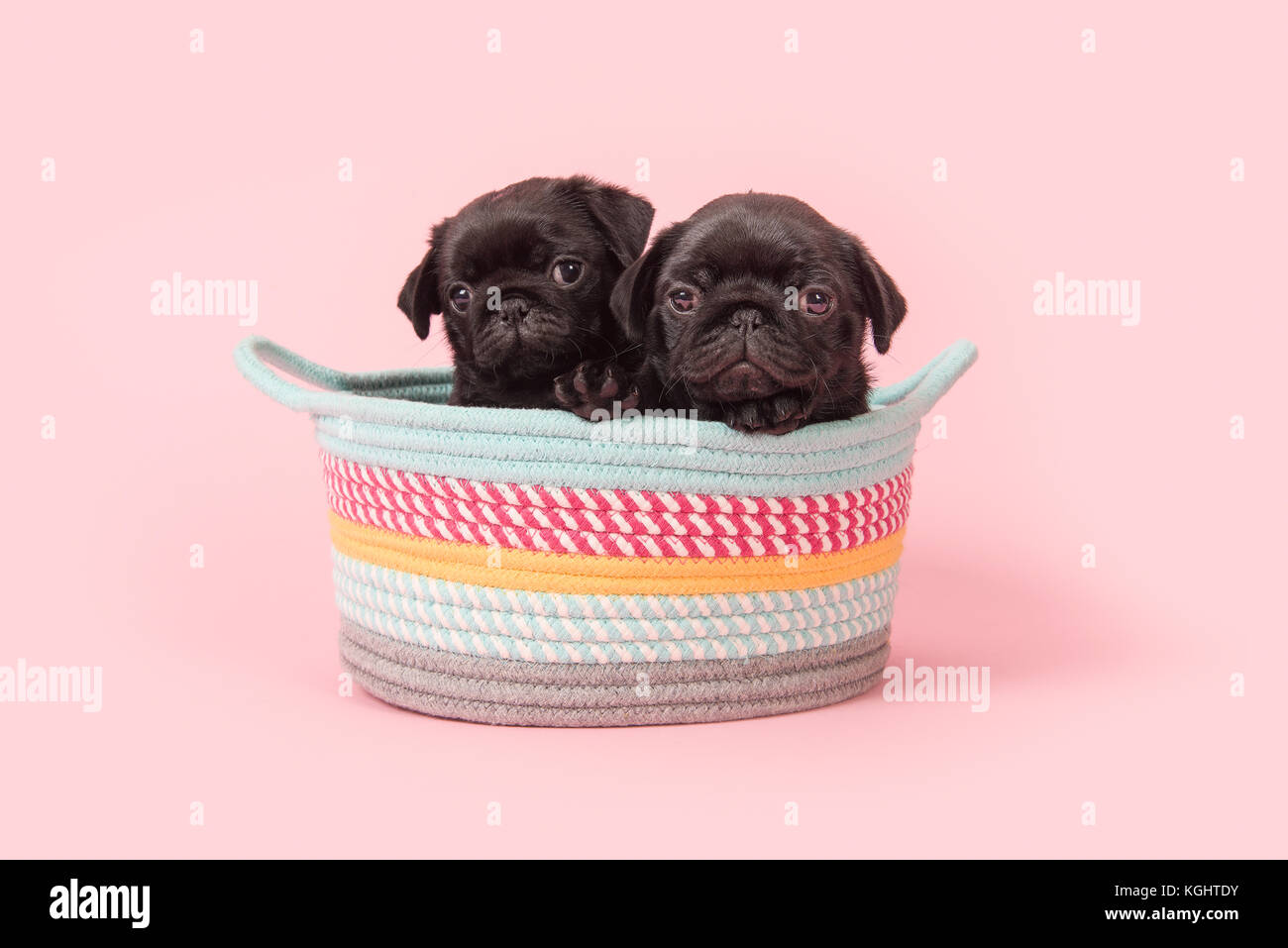 Two black pug puppies in a colorful basket on a pink background Stock ...