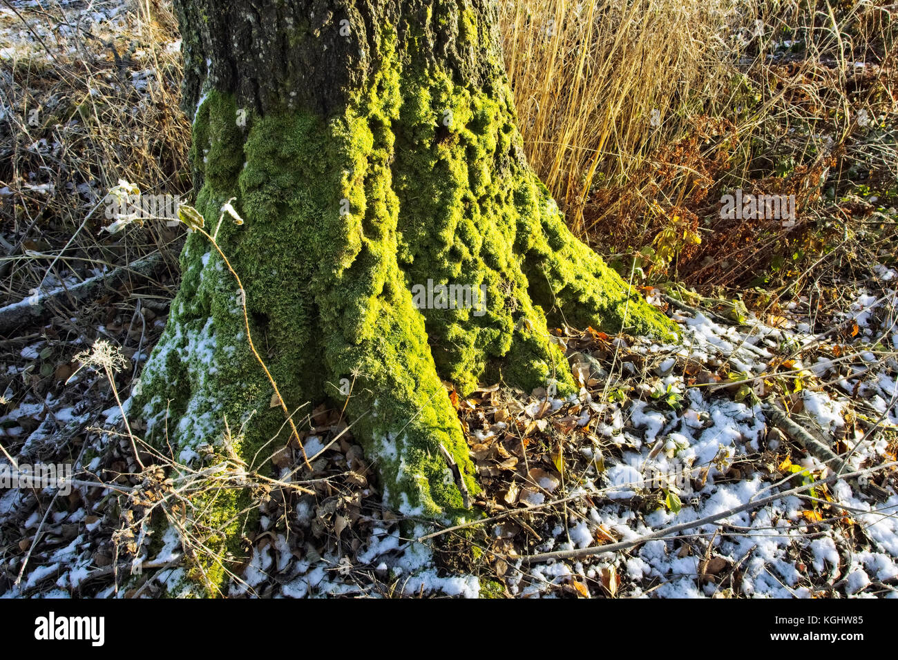 moss covered old tree, Finland Stock Photo - Alamy