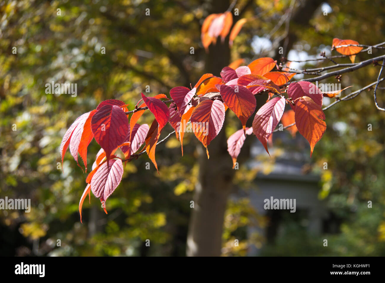 Autumn red leaves Stock Photo - Alamy