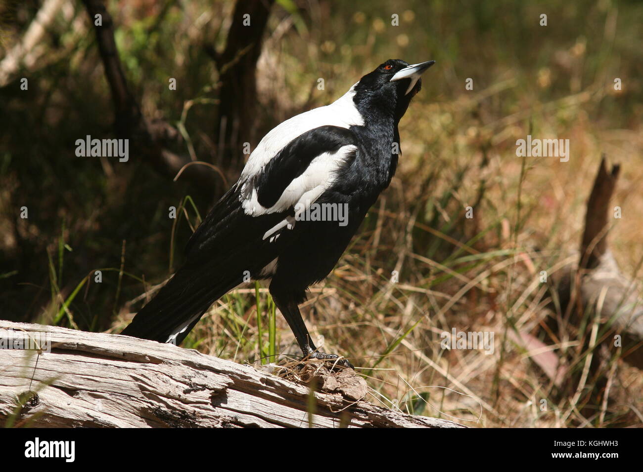 Australian Magpie 'Gymnorhina tibicen' Stock Photo - Alamy