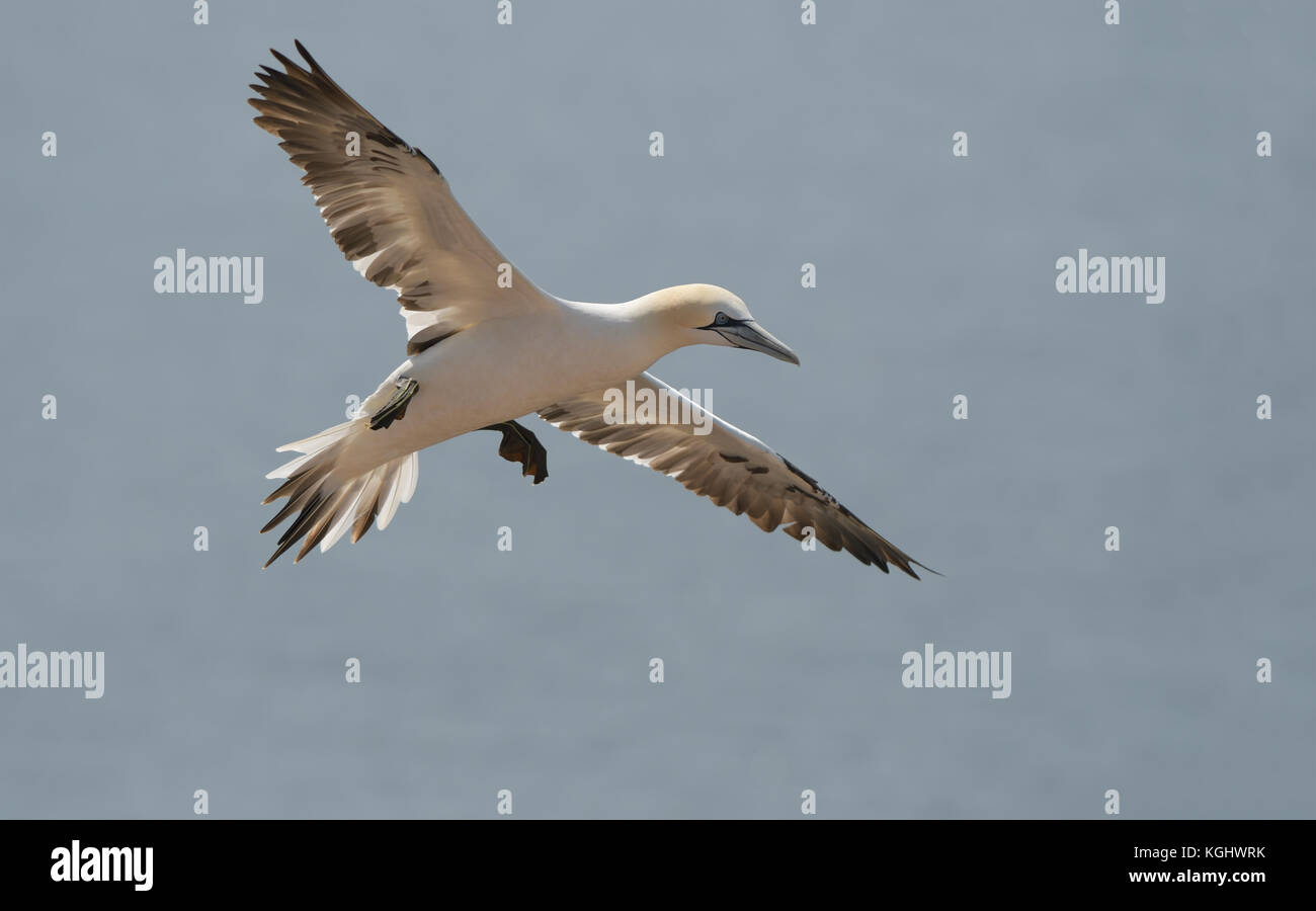 Northern Gannet in flight above the waters of the North Sea Stock Photo ...