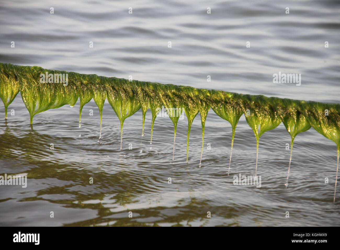 Plants seaweed hi-res stock photography and images - Alamy