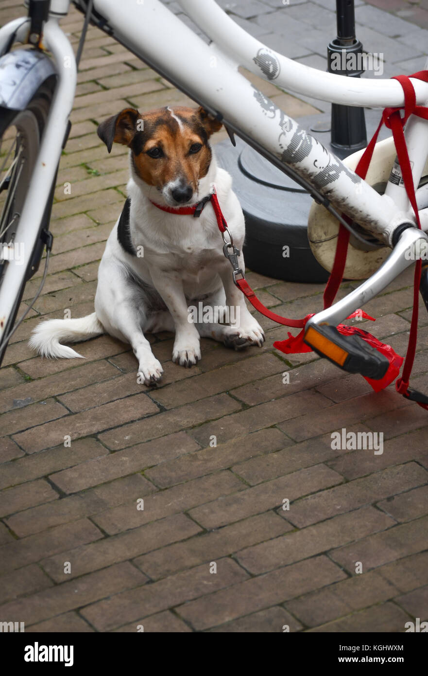 sad Jack Russell Terrier dog tied to a bicycle with a red leash waiting ...