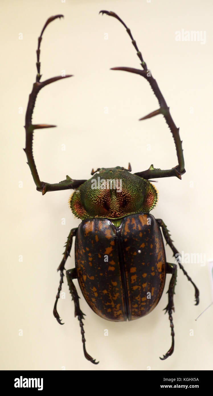 Scarabs hi-res stock photography and images - Alamy