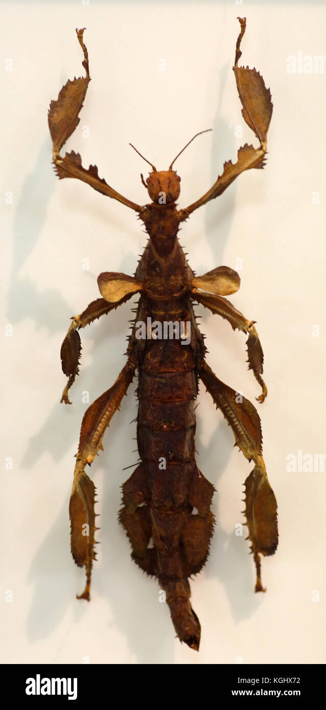 Extatosoma popa carlbergi hi-res stock photography and images - Alamy