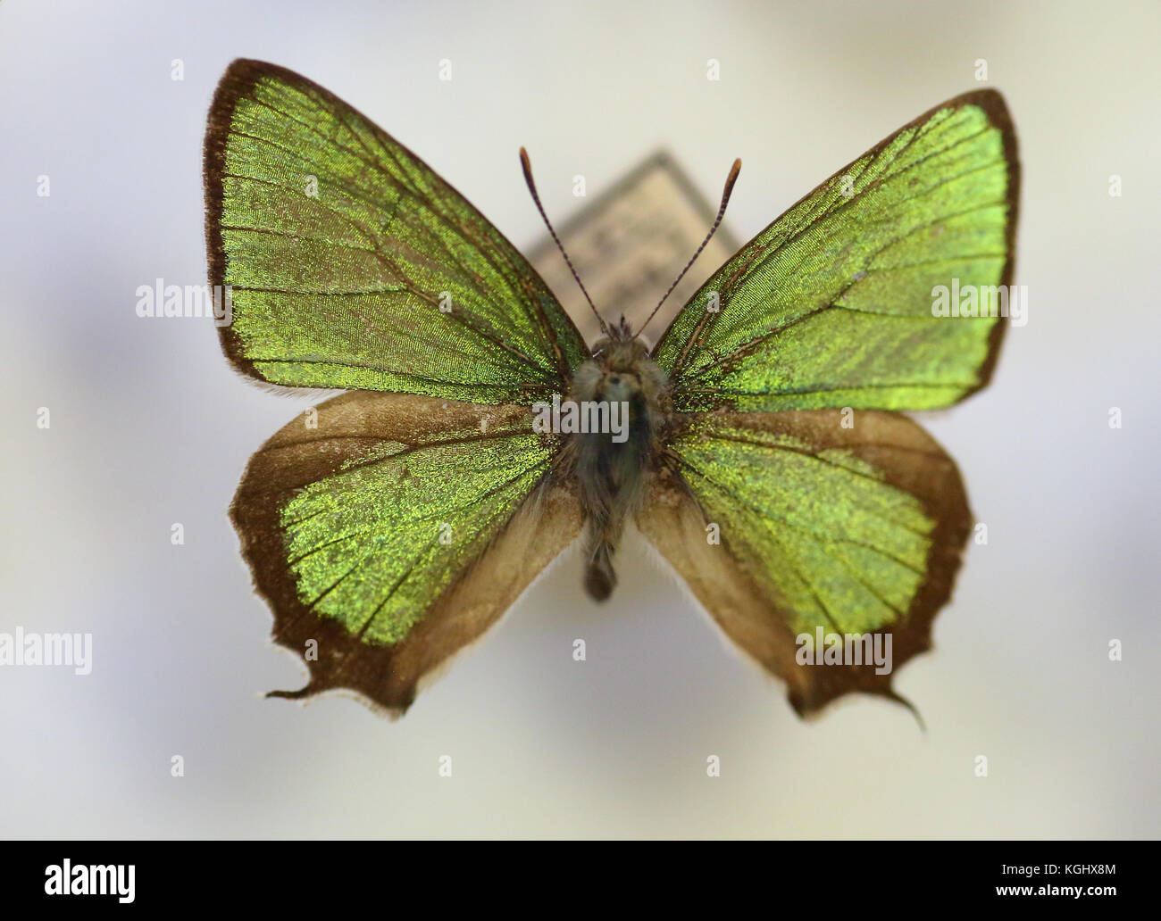 Thermozephyrus ataxus hi-res stock photography and images - Alamy