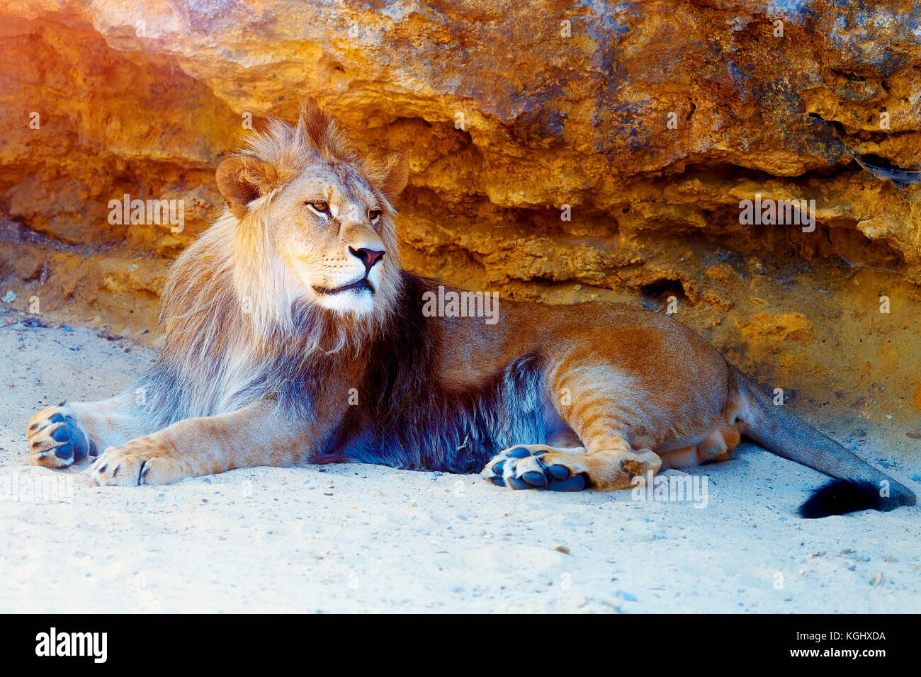 Beautiful Lion resting in the sunshine. rock background Stock Photo - Alamy