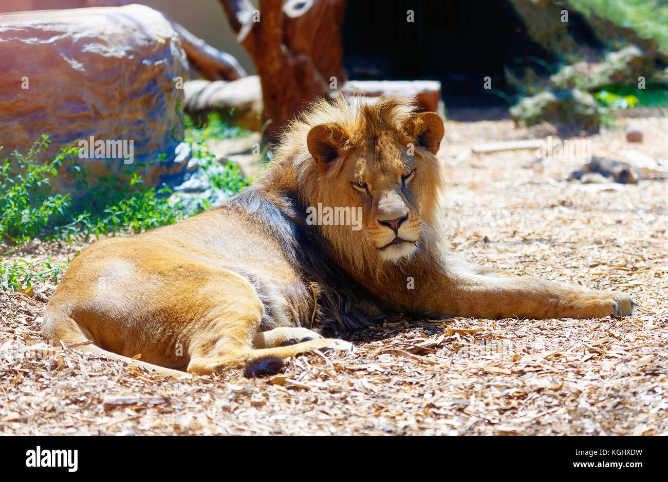 Beautiful Lion resting in the sunshine. blur background Stock Photo - Alamy