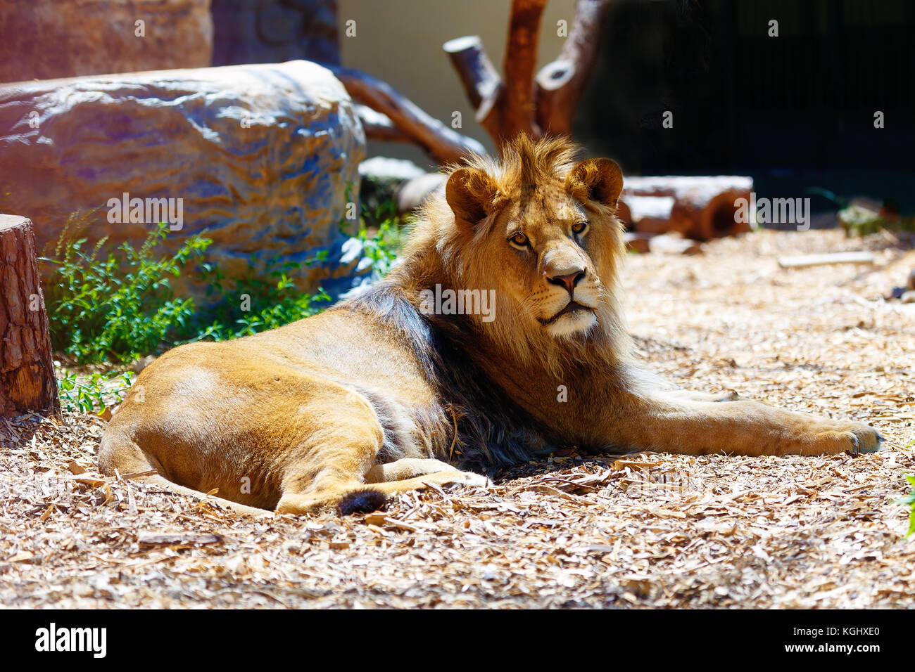 Beautiful Lion resting in the sunshine. blur background Stock Photo - Alamy