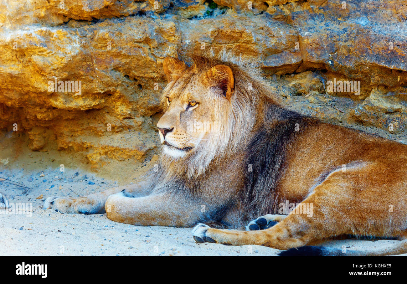 Beautiful Lion resting in the sunshine. rock background Stock Photo - Alamy