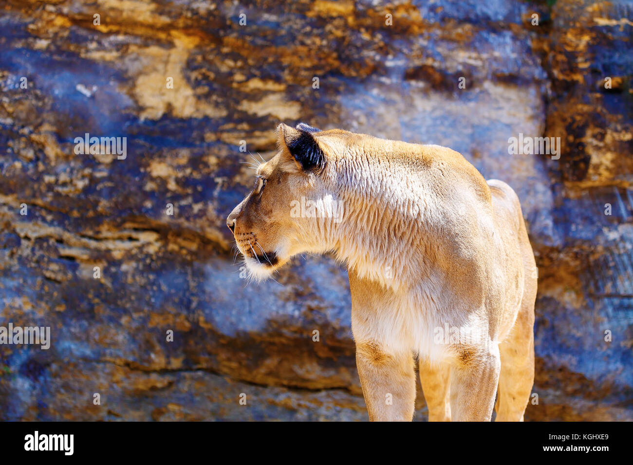 Beautiful Lioness resting in the sunshine. rock background Stock Photo ...