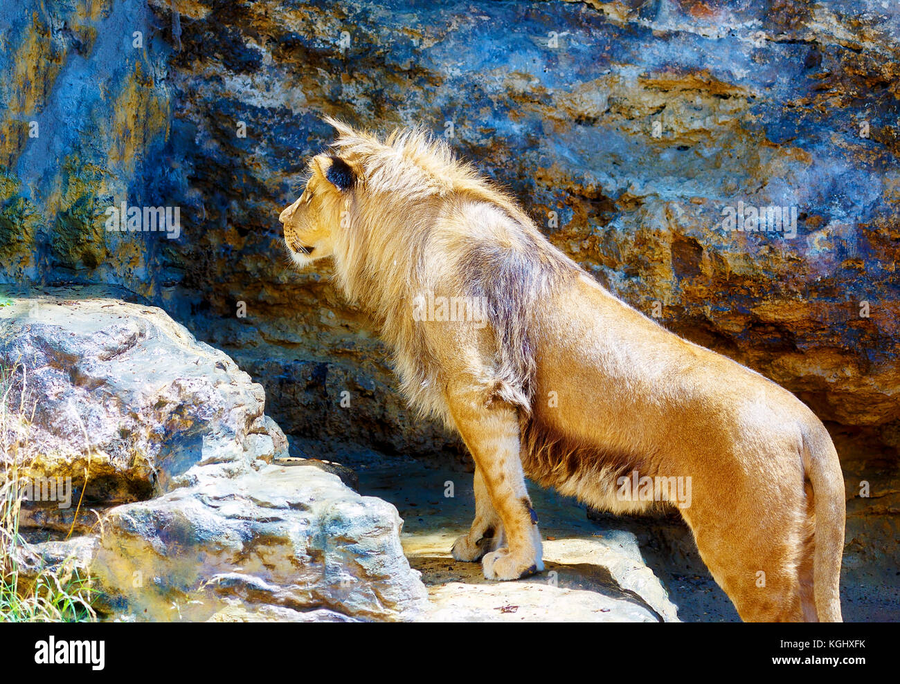 Beautiful Lion resting in the sunshine. rock background Stock Photo - Alamy