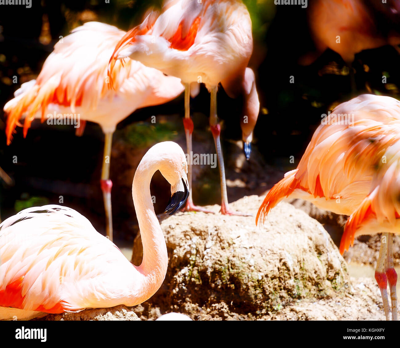 Beautiful red colored bird - Phoenicopterus ruber. Red flamingo Stock ...