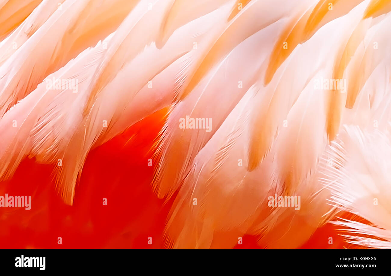 Bird Feathers collage. Photos with graphic effect Stock Photo - Alamy